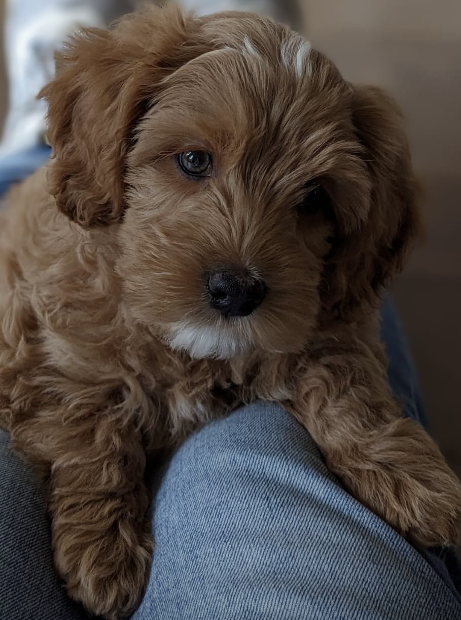 The Boys – Australian Labradoodle Breeder